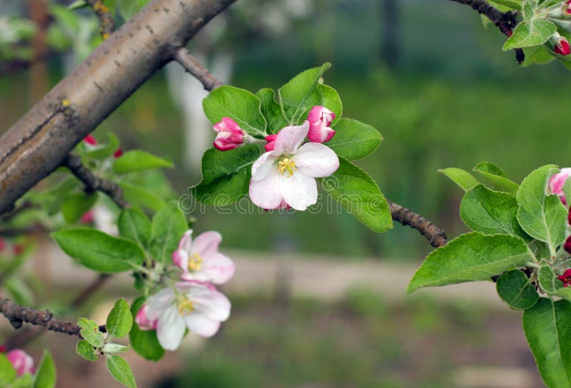 Apple blossoms in spring stock image. Image of petal - 40702943