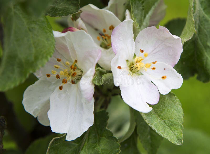 Apple blossoms. stock image. Image of spring, springtime - 190545977