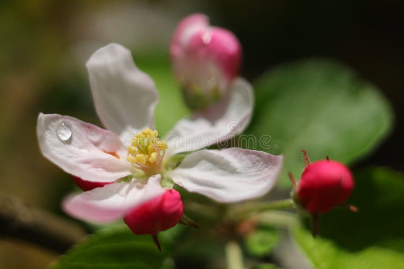 Apple Blossoms. White Inflorescences in Spring Stock Image - Image of ...
