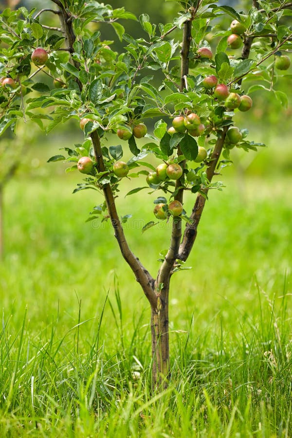 Kleine Appelboom in Een Tuin Stock Afbeelding - Image of tuin, blad ...