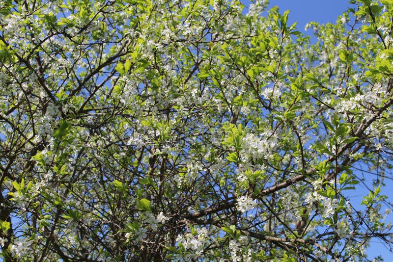Apple-boom stock foto. Image of lente, openlucht, groei - 116957912