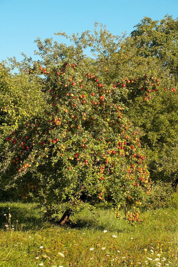 Apple-boomclose-up stock afbeelding. Image of vrucht - 32693715