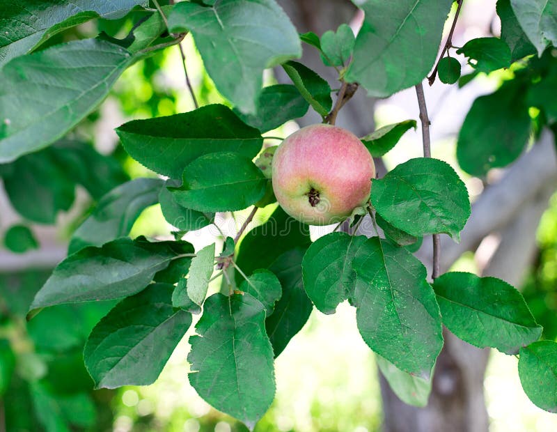 Kleine appelboom. stock foto. Image of heerlijk, vrucht - 33280098