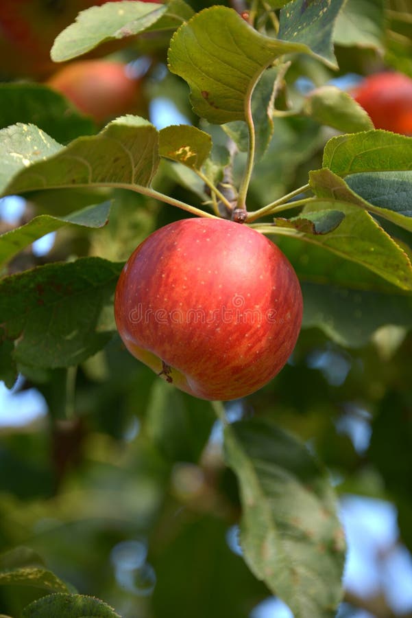 Apple-boom stock afbeelding. Image of vrucht, gezond - 36017919