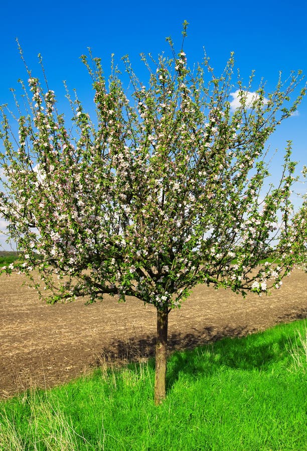Apple-boom stock foto. Image of hemel, boomgaard, lente - 40204454