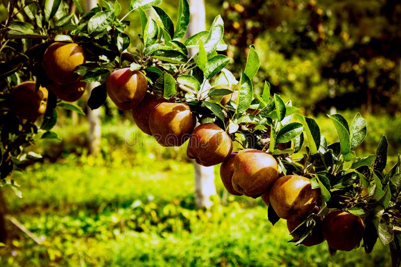 Apple-boom in Appelboomgaard in Upstate NY Stock Afbeelding - Image of ...