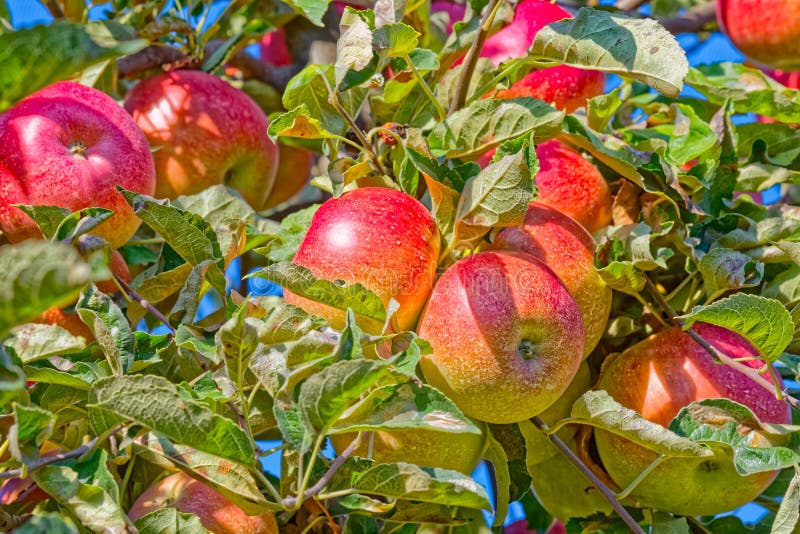Apple-boom in de Herfst stock foto. Image of vruchten - 146022268