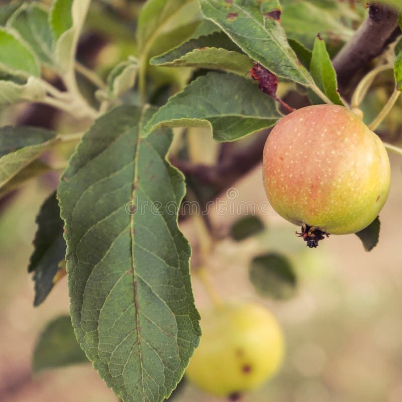 Apple-boom met appelen stock foto. Image of vruchten - 111717810