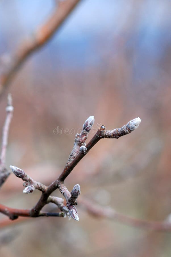Apple bourgeon stock image. Image of leaf, flowering - 52147113