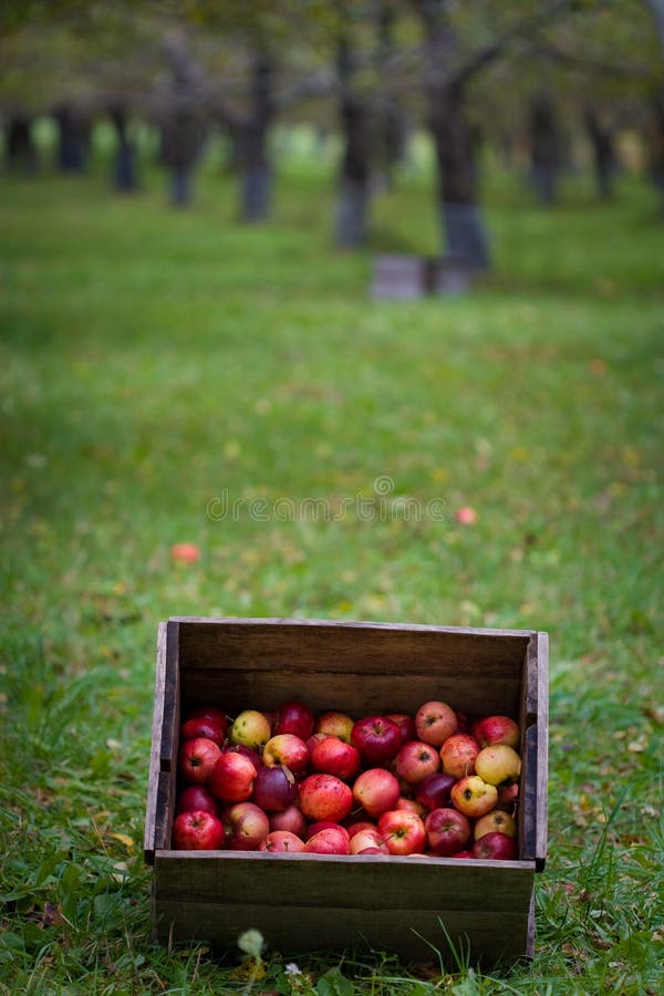Apple Box stock photo. Image of pick, bushel, crate, apple - 11503252