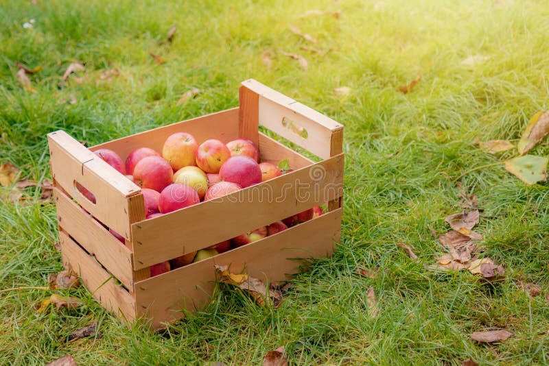 Apple box stock photo. Image of fall, crate, container - 238265588