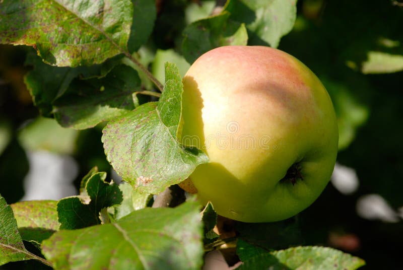 Apple on the branch stock image. Image of crop, fruit - 10970425