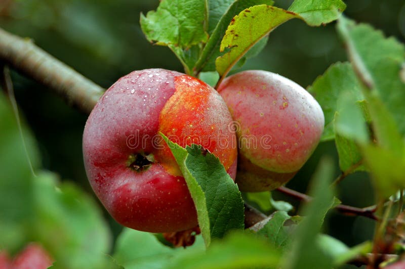 Apple on the branch stock image. Image of sugary, green - 11217907