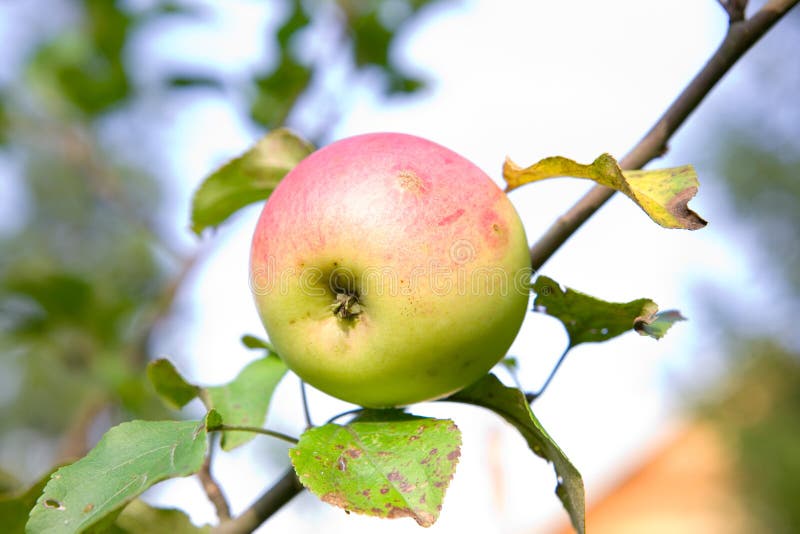 Apple on a branch stock image. Image of sweet, stem, autumn - 11295429