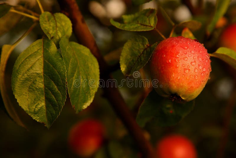 Apple on a branch stock image. Image of crop, apples - 11495241