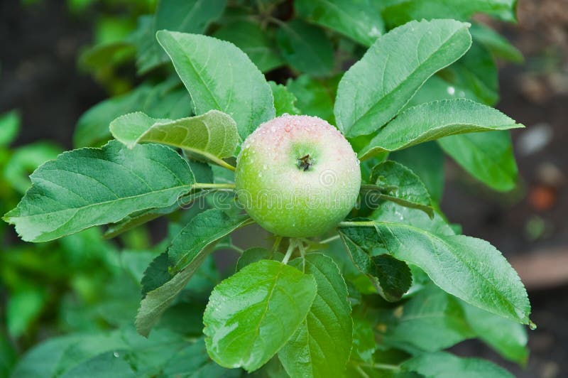 Apple on branch stock photo. Image of autumn, nature - 15122618