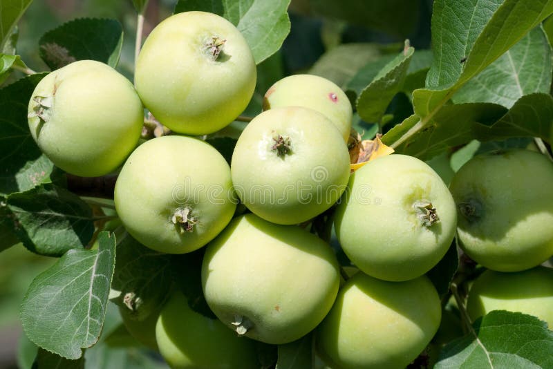 Apple Branch stock photo. Image of tree, green, harvest - 15422950