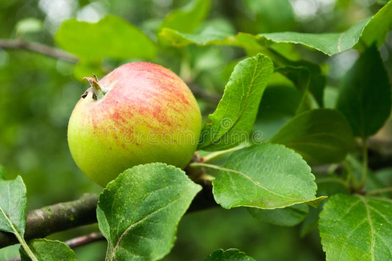 Apple branch stock photo. Image of pill, fruit, freshness - 20643530