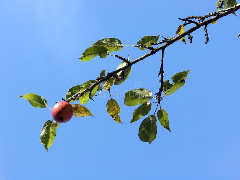 Apple Branch stock photo. Image of apple, eden, fall, green - 300344