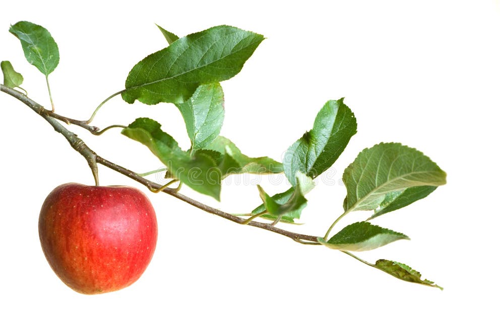 Apple on a branch stock photo. Image of season, isolated - 3282882