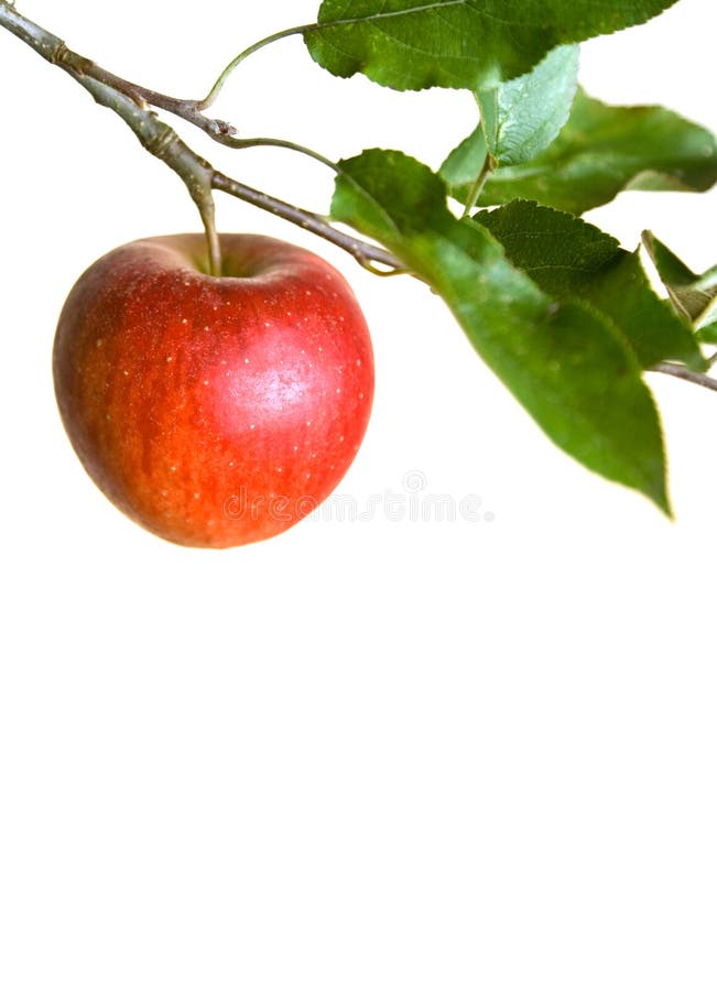Apple on a branch stock photo. Image of season, isolated - 3282882