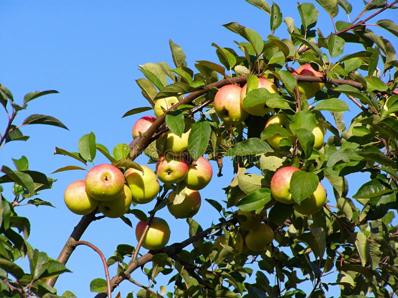 Apple on branch stock photo. Image of growth, apples, biology - 3592924