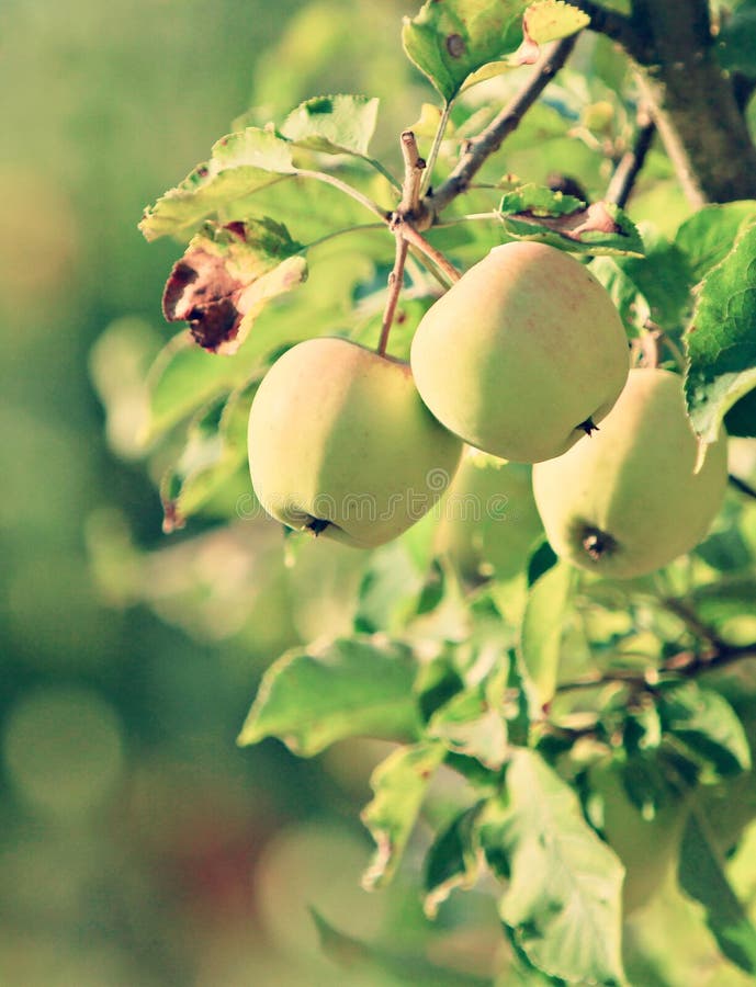 Apple branch stock image. Image of farm, natural, freshness - 33200717