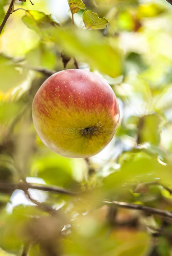 Apple on branch stock photo. Image of branch, fall, delicious - 43677544
