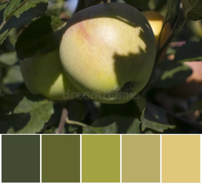 Apple on Branch, Color Swatch, Palette Multicolor Collection Stock ...