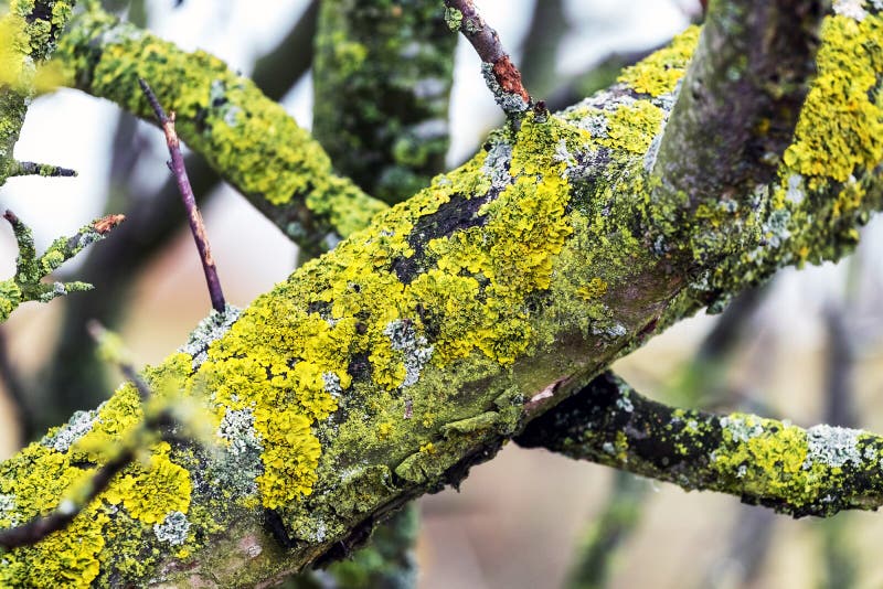 Apple Branch Covered with Lichen. Tree Diseases_ Stock Photo - Image of ...