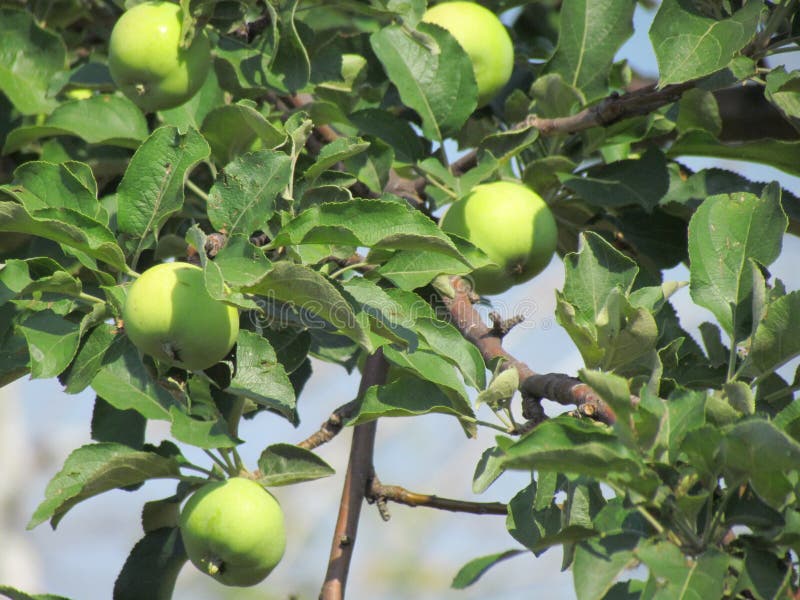 Apple-branch with Five Apples Stock Photo - Image of leaves, green ...
