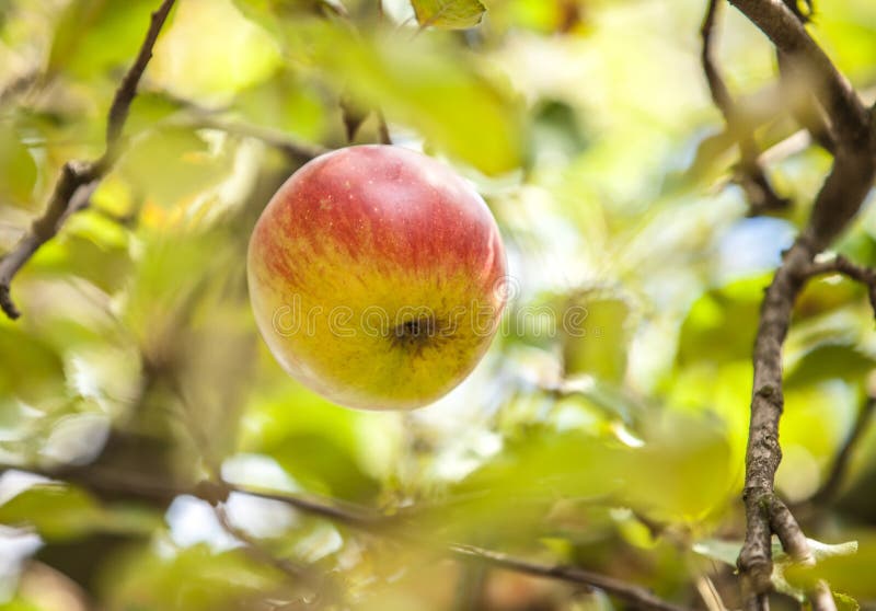 Apple on branch stock photo. Image of fruit, agricultural - 43677652