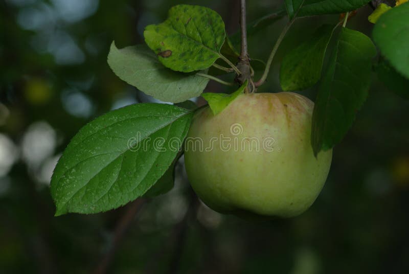Apple on branch stock photo. Image of closeup, drink - 53481016