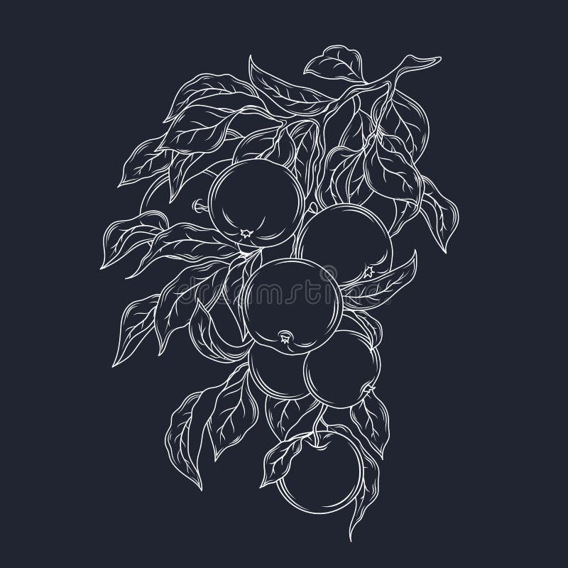 Apple Branch Hand Drawing Vintage Vector Illustration. Stock Vector ...