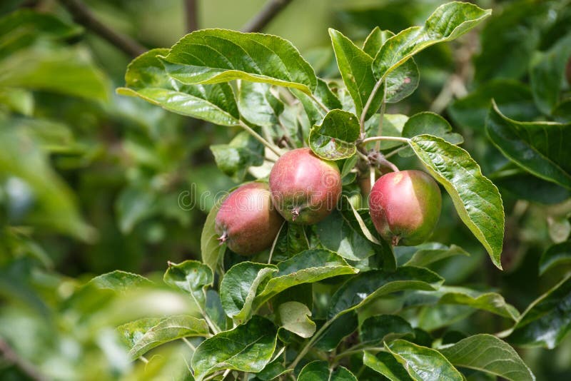 Apple on branch stock photo. Image of twig, branch, nature - 85997400