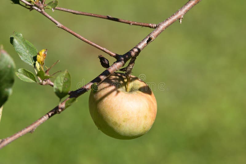 Apple on branch stock image. Image of crop, branch, leaves - 60169901