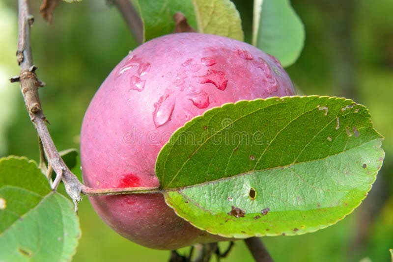 Apple on a Branch of Apple Tree with Drops of Water Stock Image - Image ...