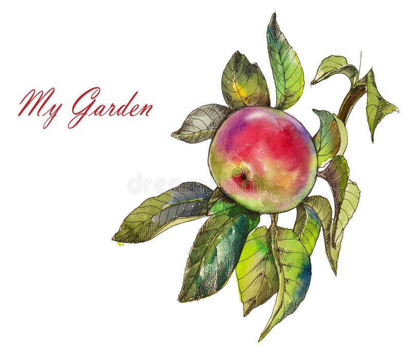 Apple, branch , watercolor stock illustration. Illustration of color ...