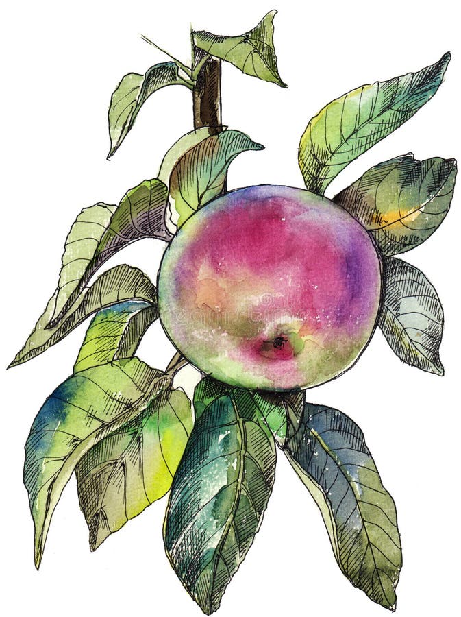 Apple, branch , watercolor stock illustration. Illustration of acrylic ...