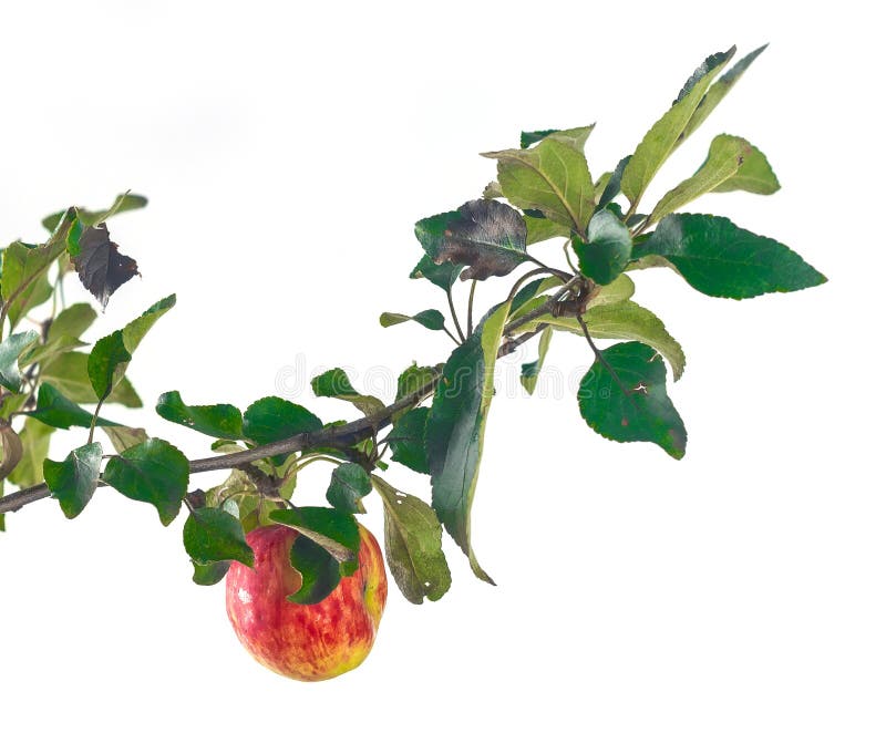 Apple on a branch stock image. Image of fresh, isolated - 78655027