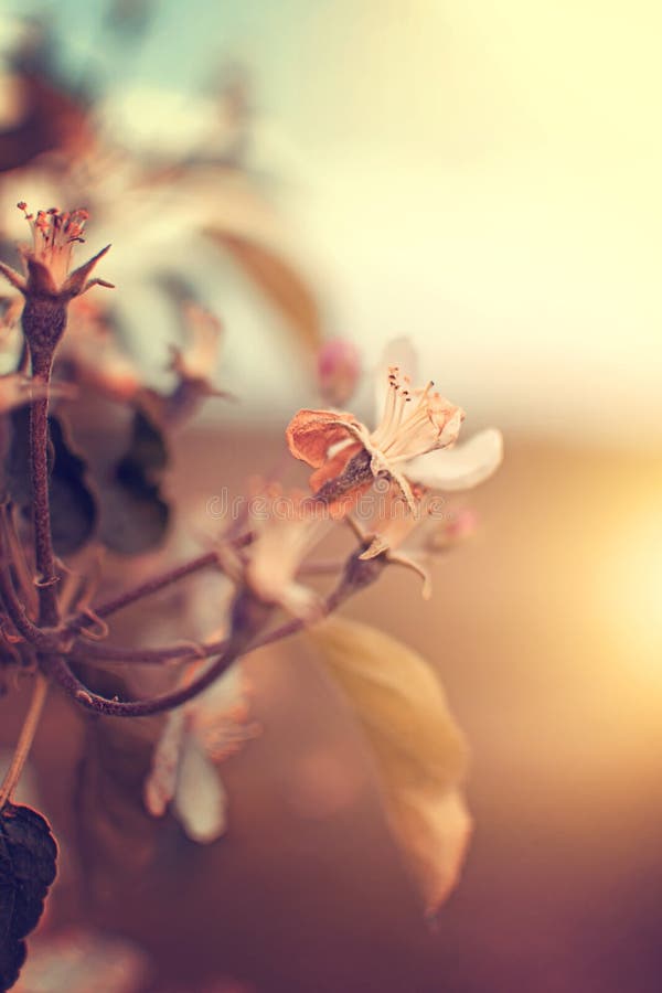Apple Bud with Warm Colors. Stock Photo - Image of head, beautiful ...