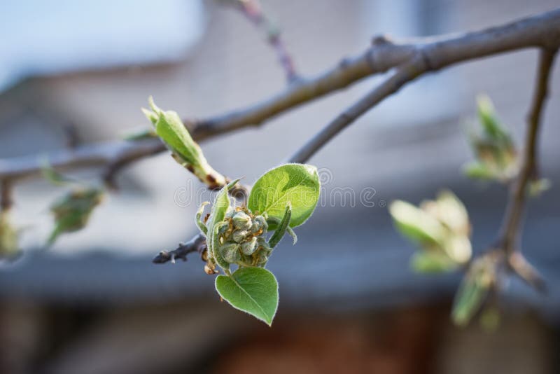 Apple buds bloom in spring stock image. Image of weather - 178719249
