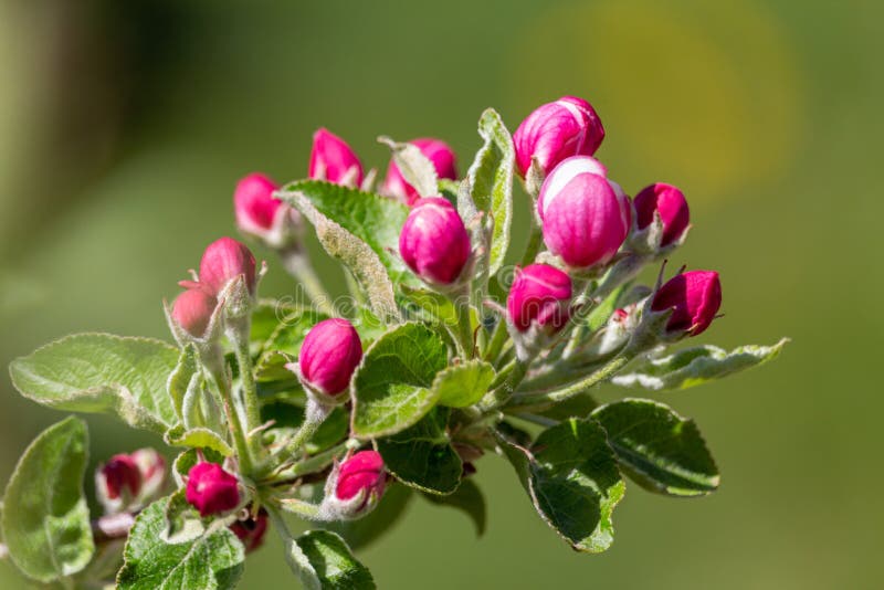 Red apple buds stock image. Image of grow, growing, flora - 197218801