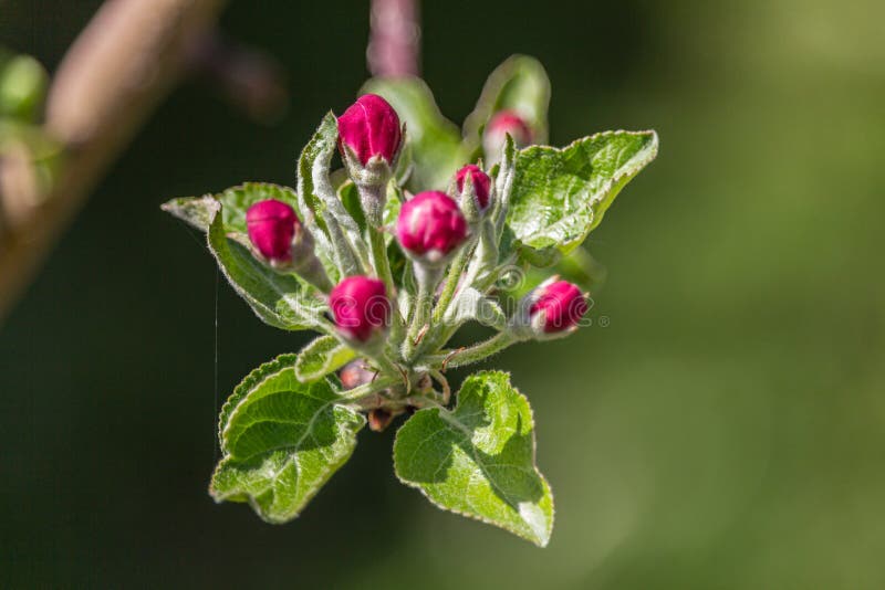 Red apple buds stock photo. Image of apple, buds, grow - 197218830