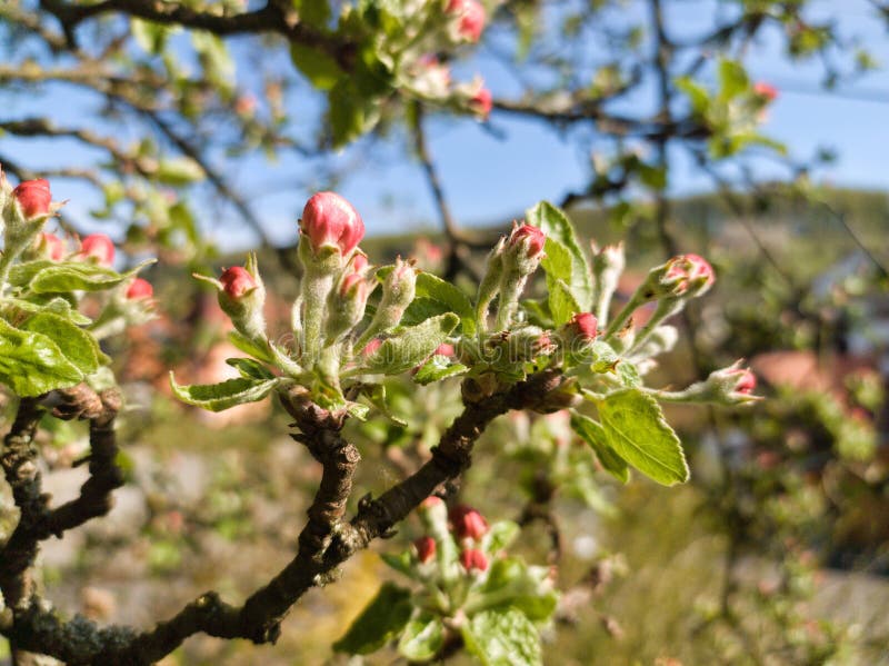 Apple Buds before Flowering Stock Image - Image of shrub, fruit: 180470705
