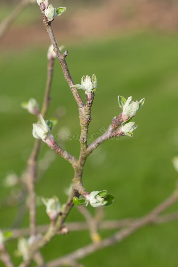 Apple buds stock photo. Image of nature, green, garden - 215619402