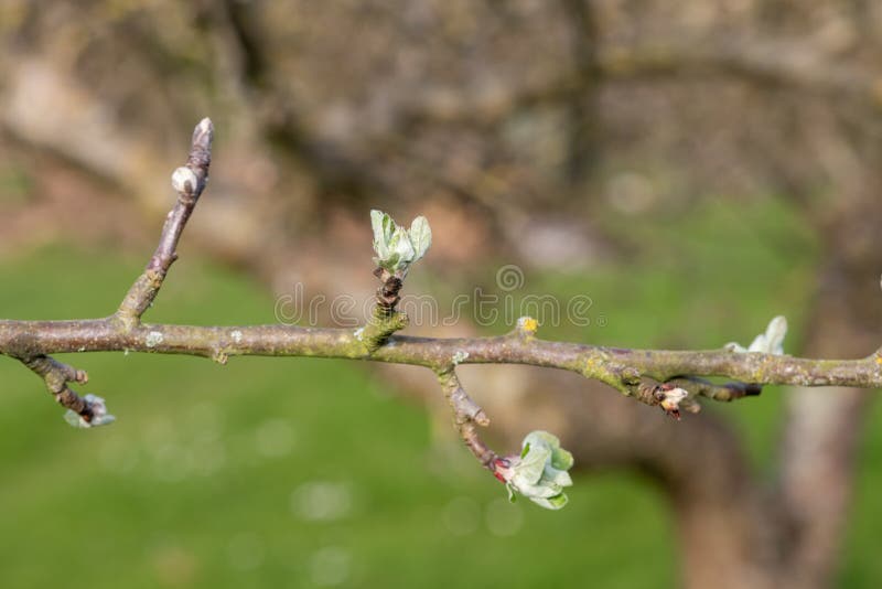 Apple buds stock photo. Image of nautral, burst, flora - 215619616