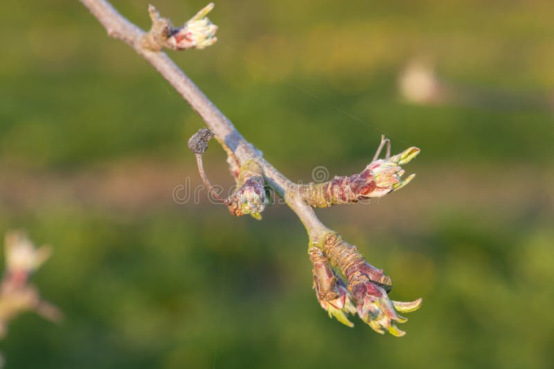 Apple buds stock image. Image of color, closeup, horizontal - 215619911