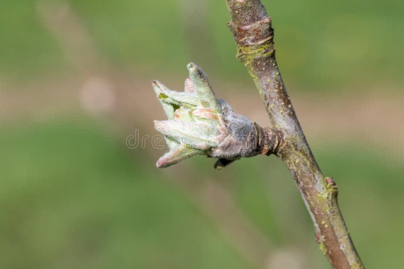 Apple buds stock photo. Image of orchard, horticulture - 215620286