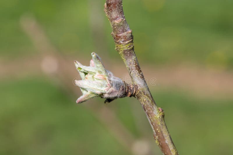 Apple buds stock photo. Image of fragility, natural - 215620420